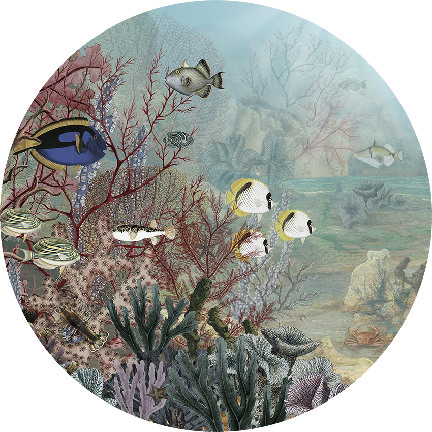 Coral Creatures Dot – YDS STUDIO