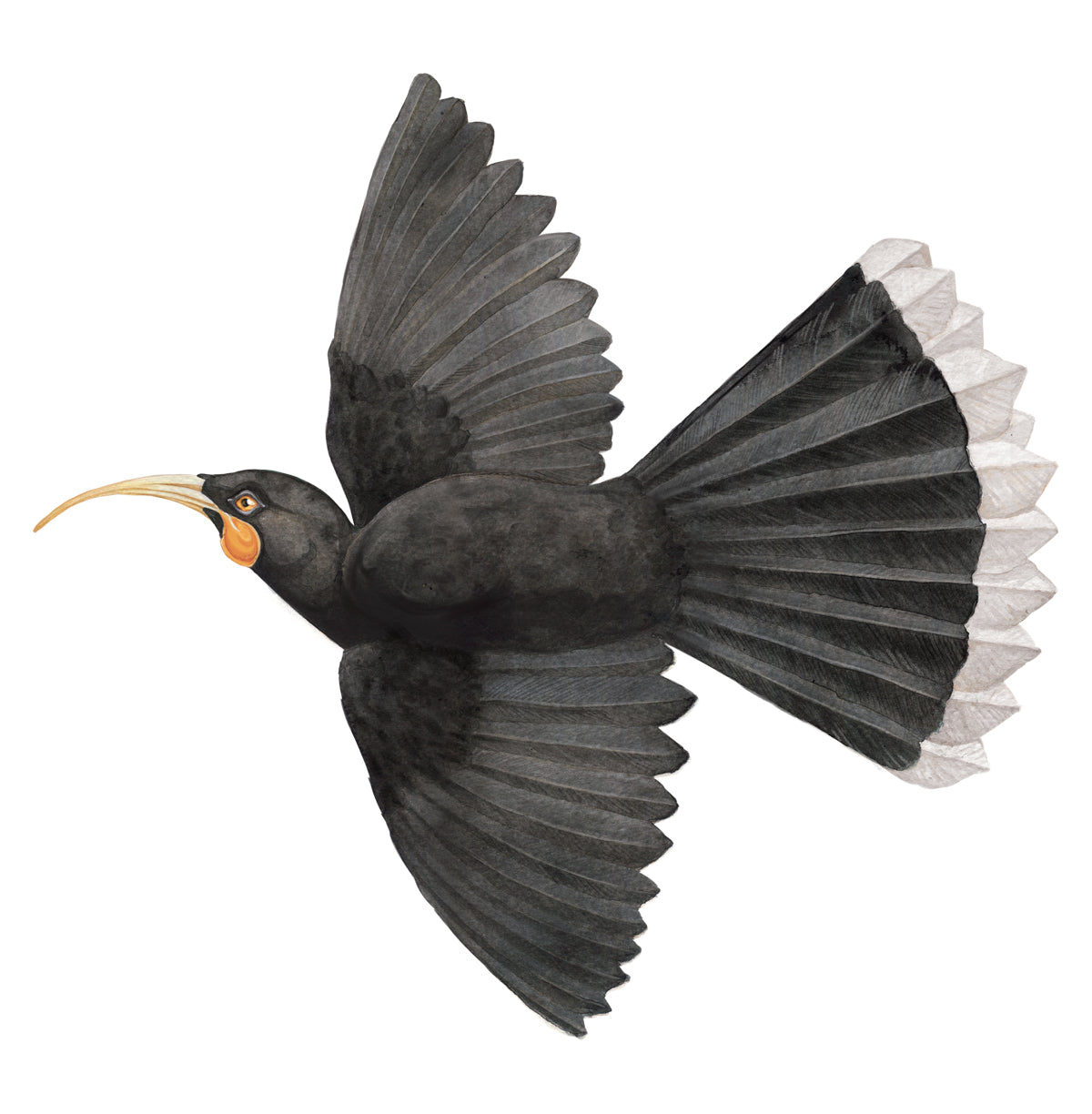 Flying Huia Wall Decal – YDS STUDIO