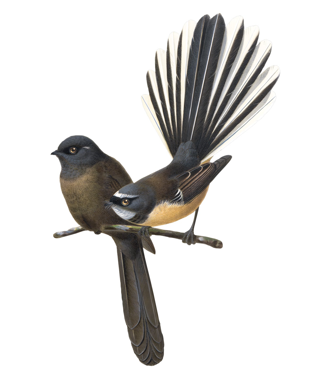 Perching Fantails Wall Decal – Your Decal Shop