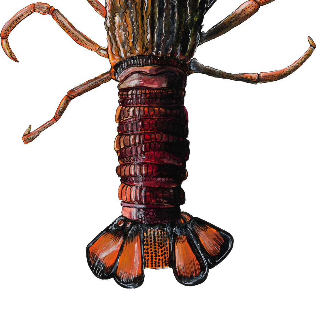 NZ Native Crayfish Wall Decal – Lesh Creates x YDS Studio