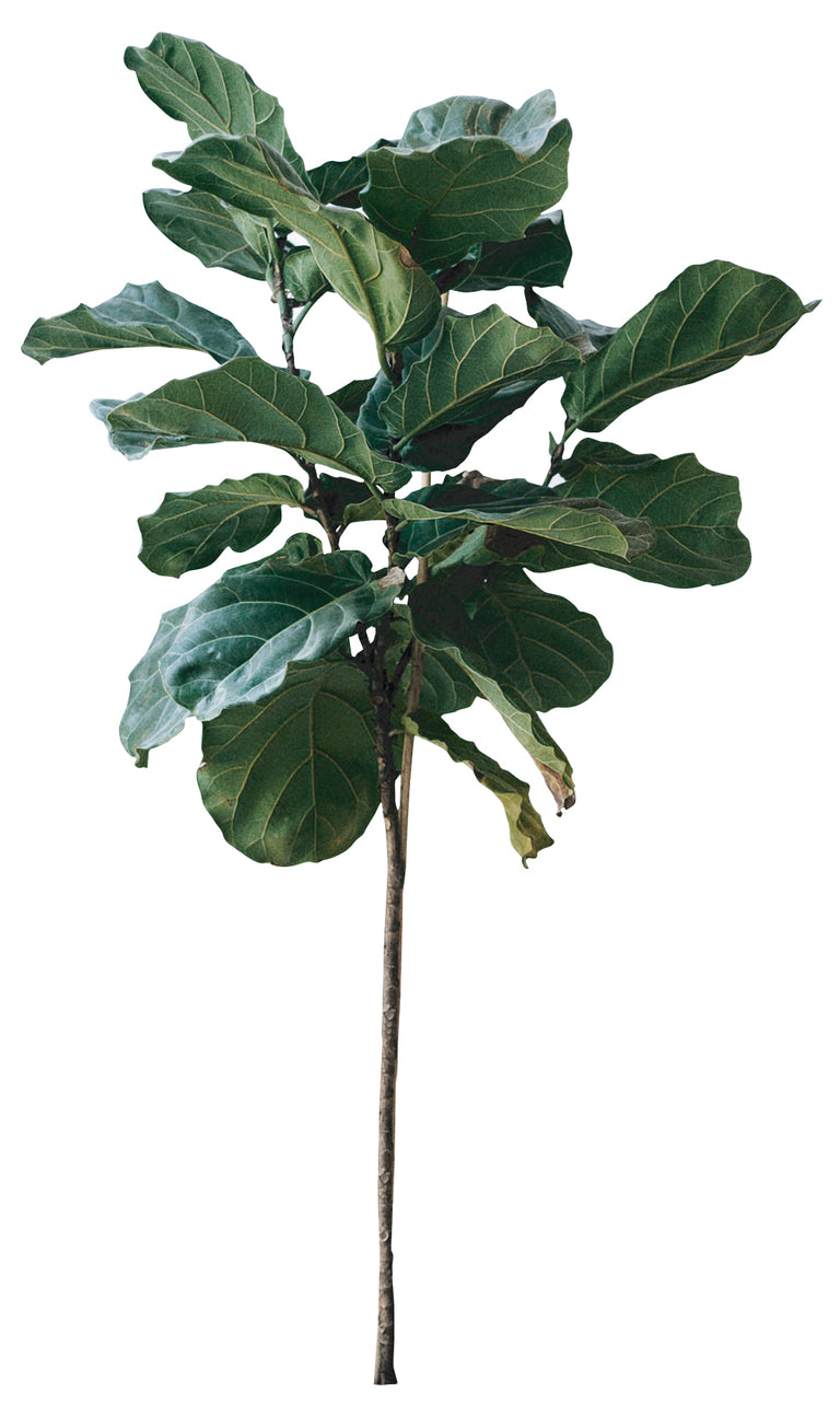 Fig Tree Wall Decal – YDS STUDIO