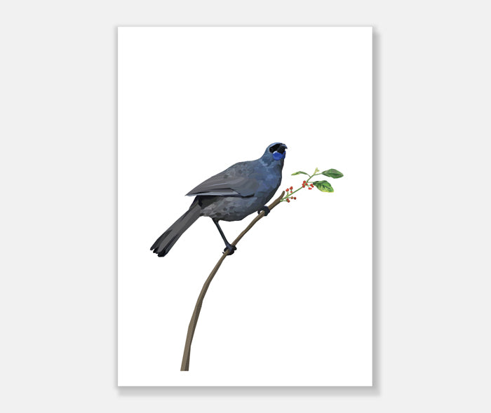 Kokako Art Print – YDS STUDIO