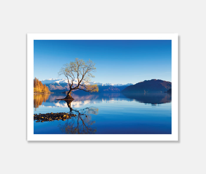 Wanaka Tree Art Print – YDS STUDIO