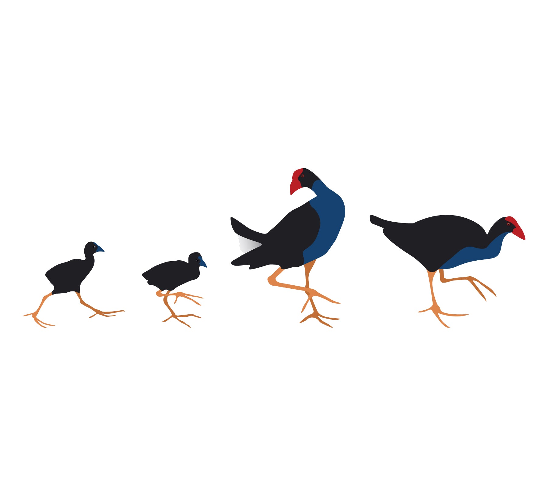 Pukeko family wall decal – YDS STUDIO